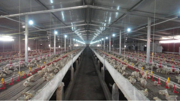 Many ways to raise broilers - Raisetech-Intelligent Agriculture ...
